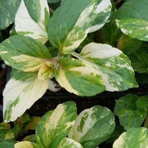 Variegated Peppermint Plant (live Plant) - Etsy