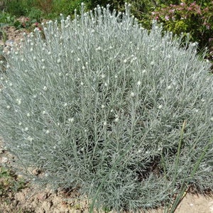 Curry Plant, Helichrysum (italicum) Angustifolium - Etsy