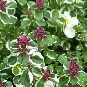 Foxley (variegated Broadleaf Thyme) - Etsy