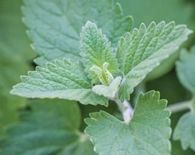 Catnip Plants organic - Etsy