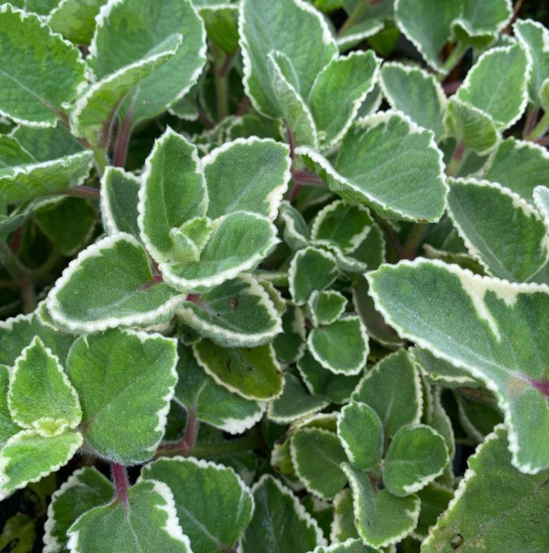 Cuban Oregano (mexican Mint) - Etsy