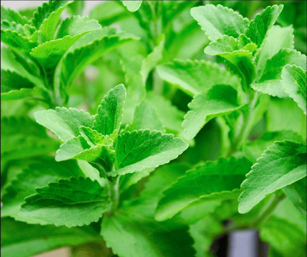 Stevia (sweet Herb) Organic Plants - Etsy