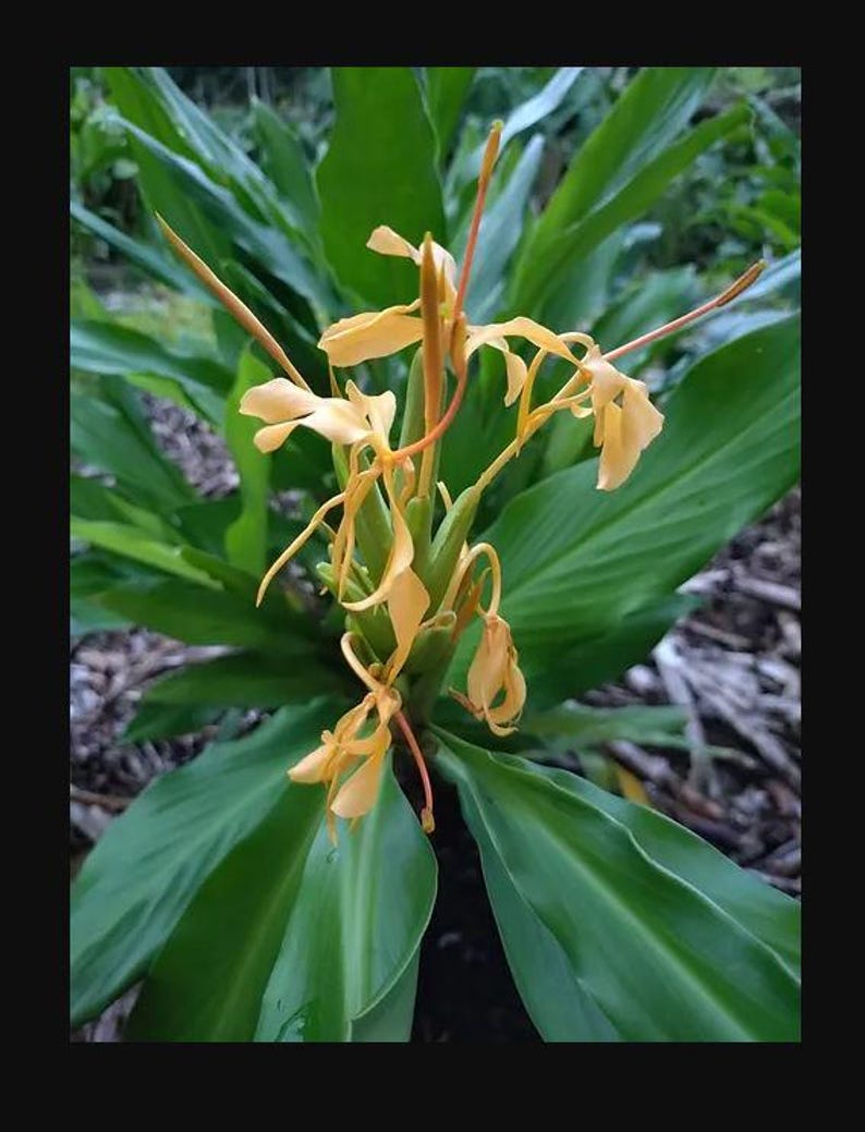 Molten Gold Ginger ( Hardy Ginger Plant) - Etsy