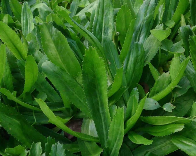 Culantro Plant, Shado Beni, Sawtooth Herb - Etsy