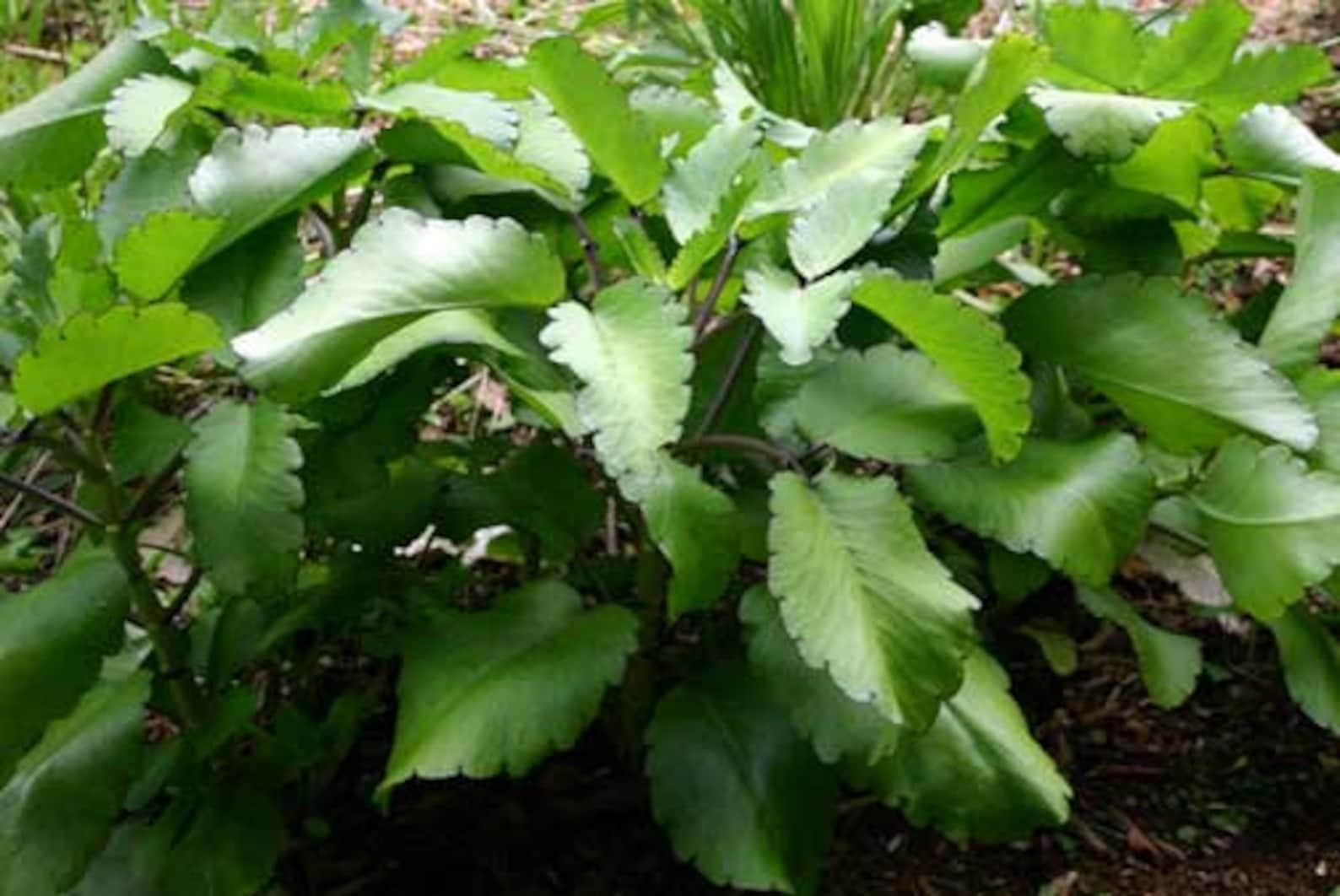 Miracle Leaf Leaf of Life Plant organic - Etsy