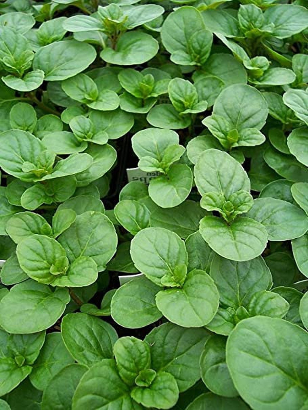 ORANGE MINT PLANT - Etsy