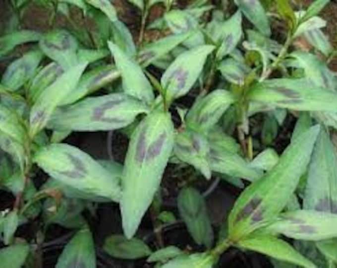 Wholesale 16 Types Vietnamese Indian Asian Vegetables for 2024 Harvest ...