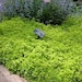 Golden Creeping Oregano - Etsy
