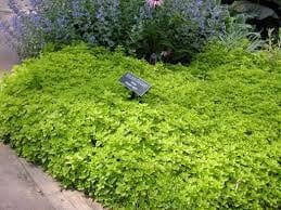 Golden Creeping Oregano - Etsy