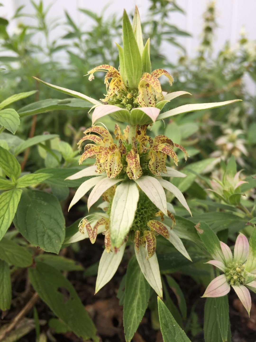 Yellow Dotted Mint Plant bee Balm - Etsy