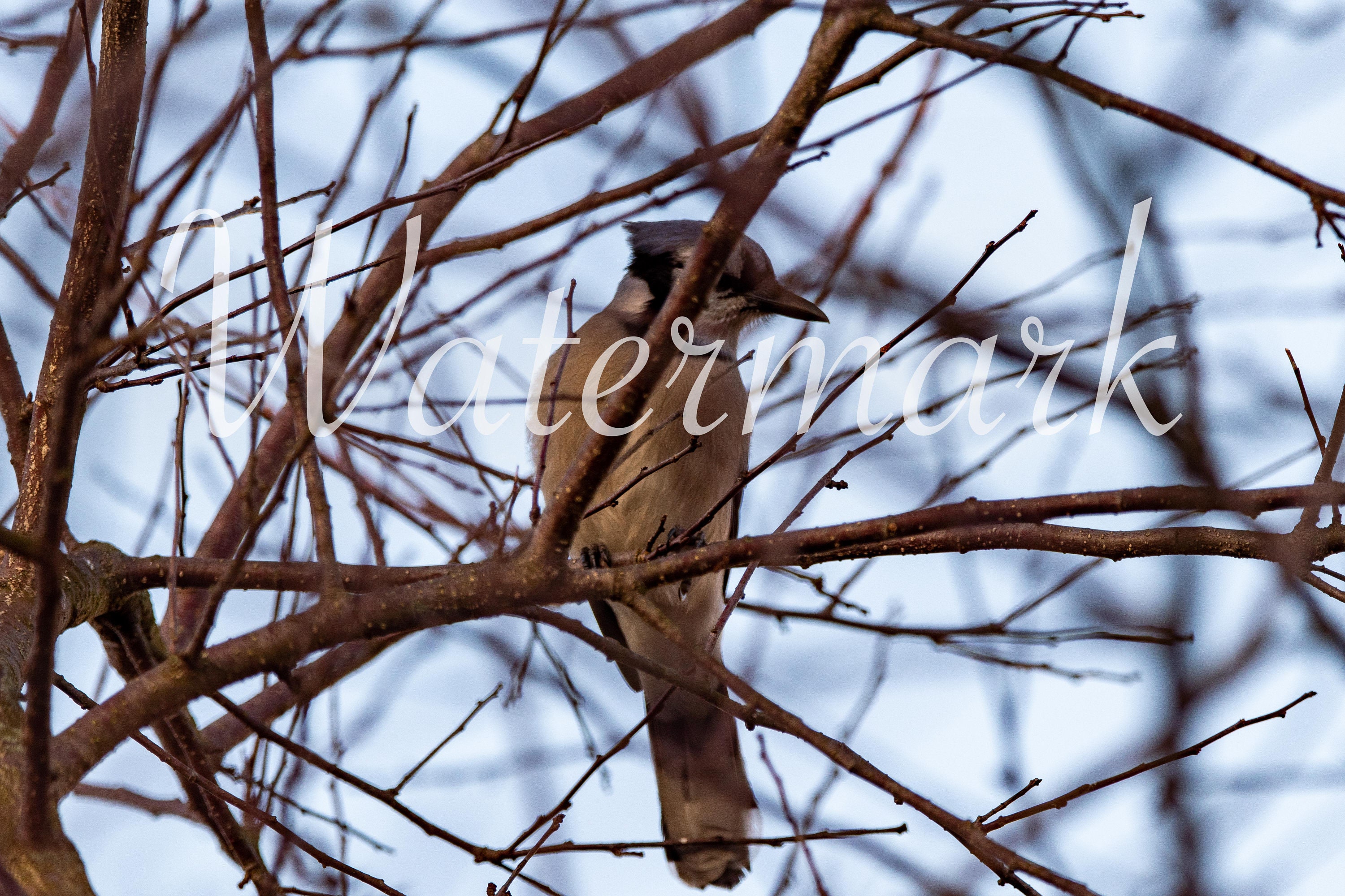 American Robin and Bluejay digital Prints - Etsy
