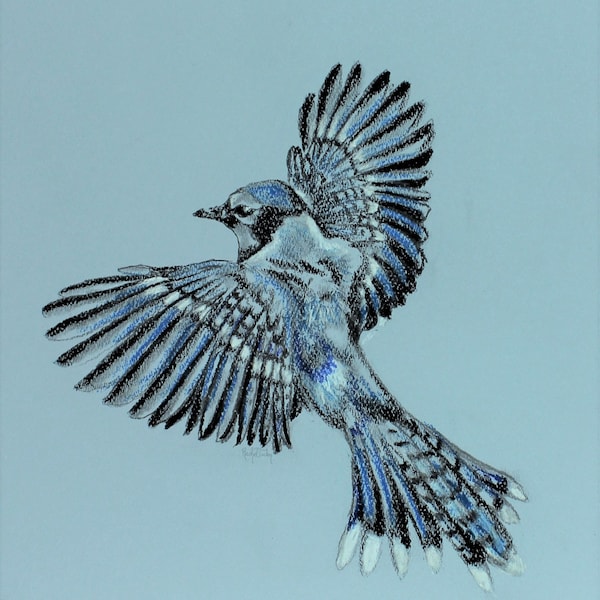Blue Jay Wings - Etsy
