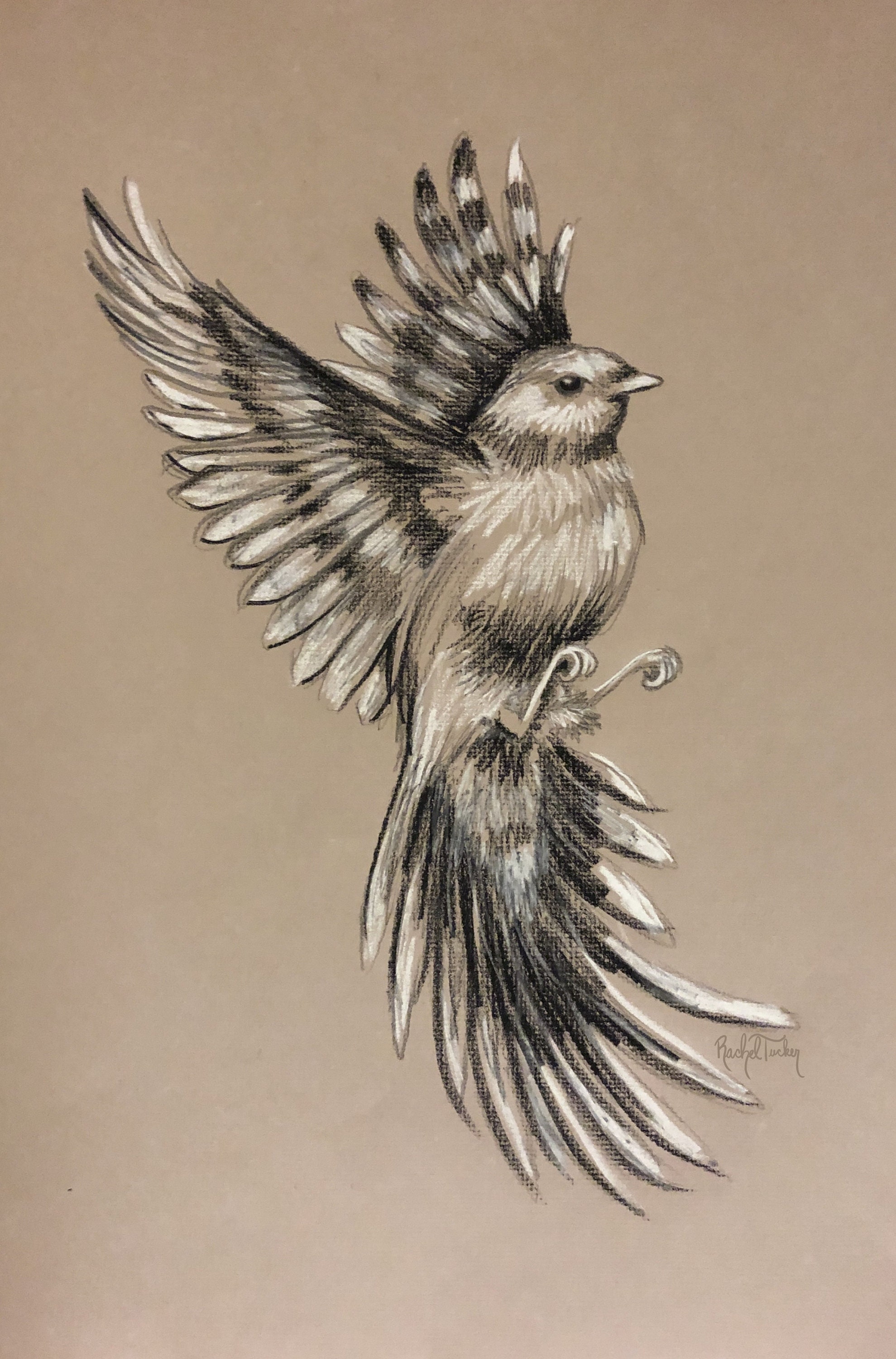 Feather Bird Drawing