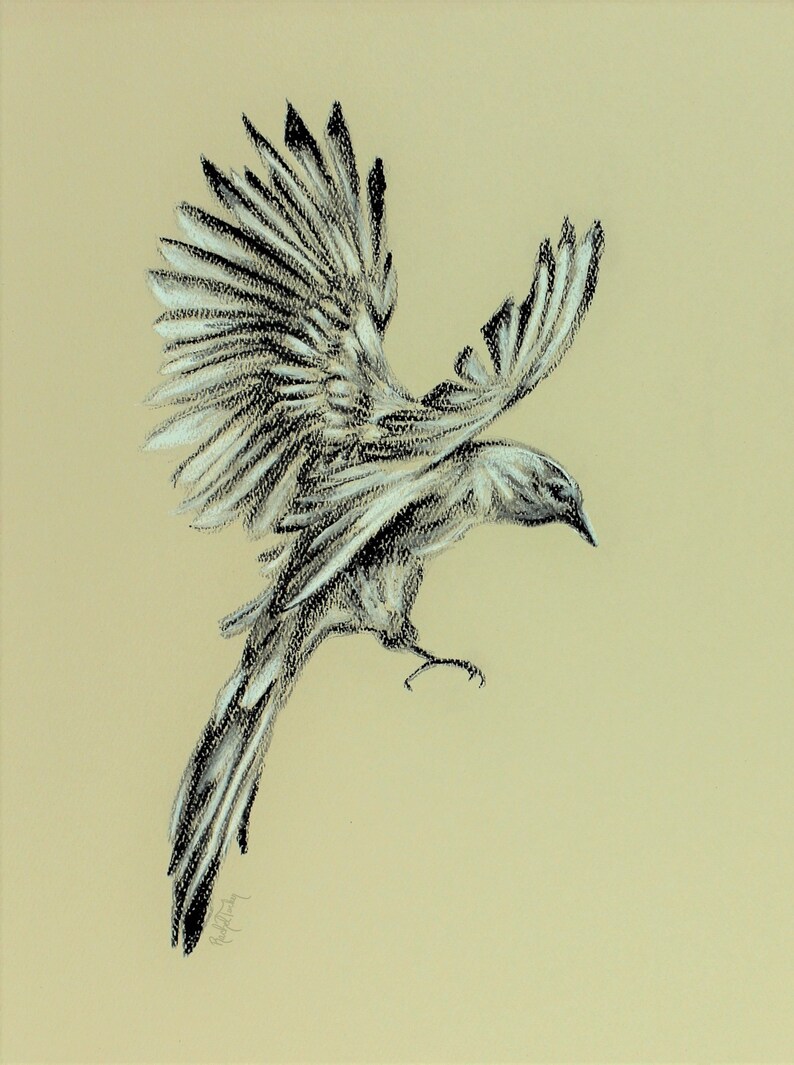 Aerial- Original Drawing in Charcoal on Pastel Paper, Bird in Flight ...