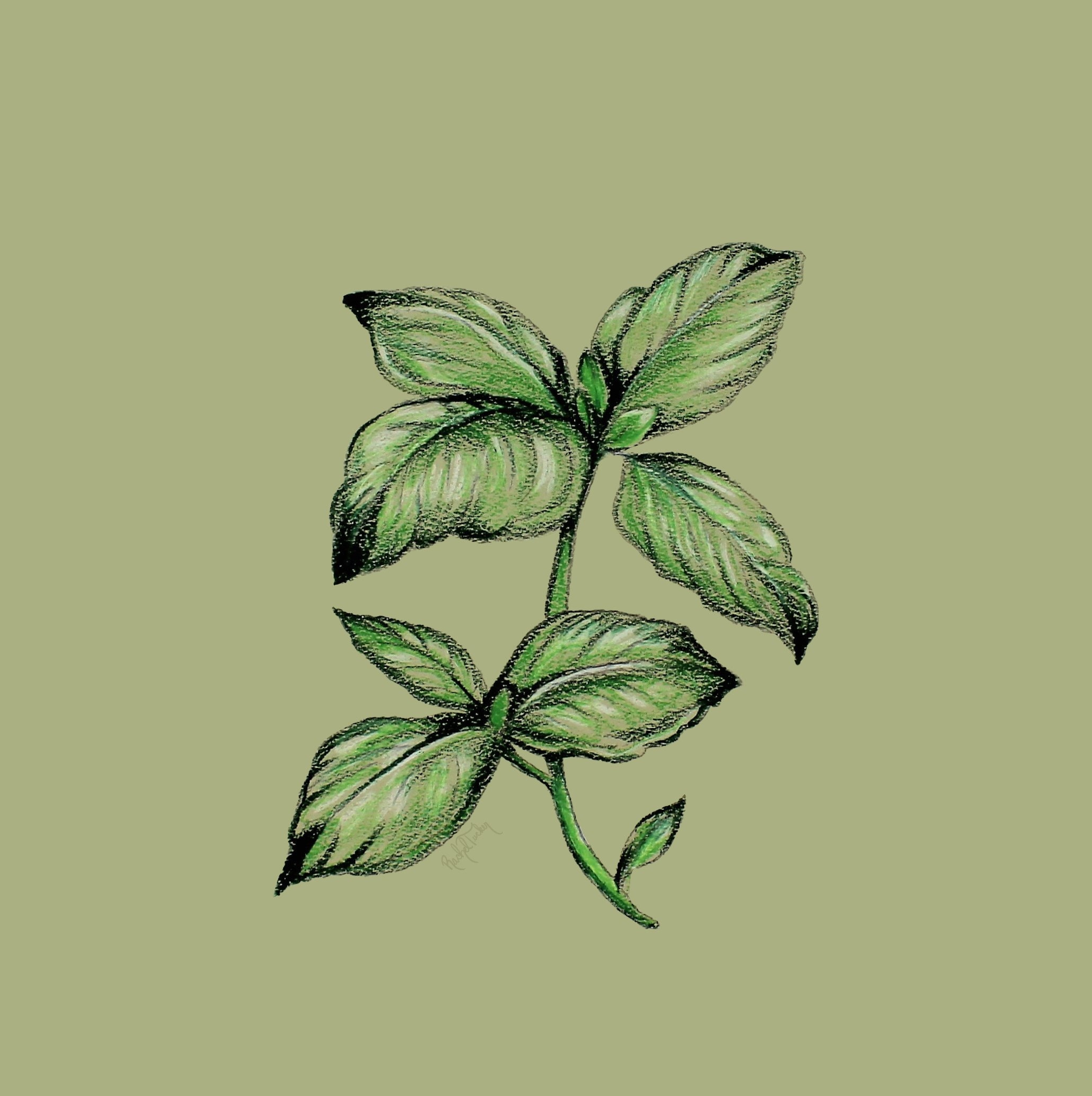 Sweet Basil-Original Drawing/Fine Art/Botanical - Etsy.de