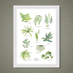 Fern Poster, Wall Art, Fern Print, Plant Printable Art, Digital A3 ...