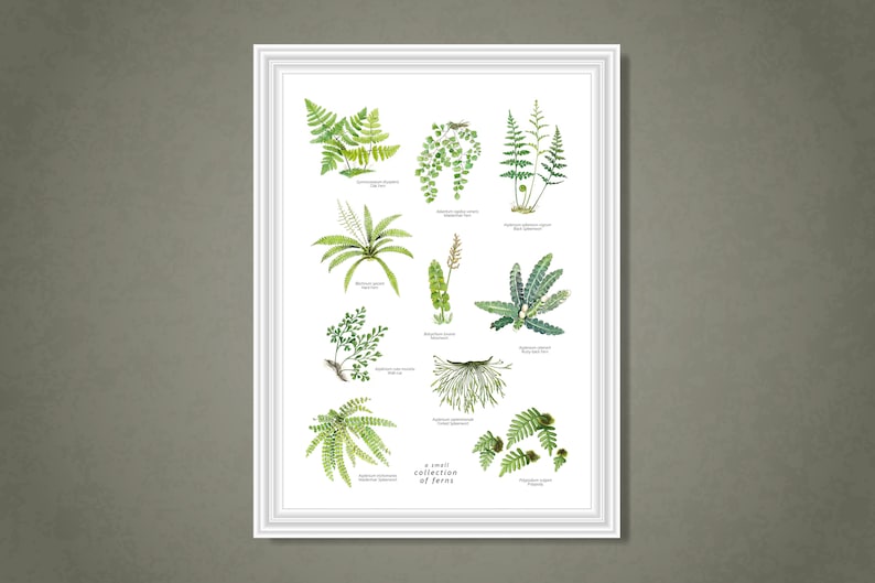 Fern Poster, Wall Art, Fern Print, Plant Printable Art, Digital A3 ...