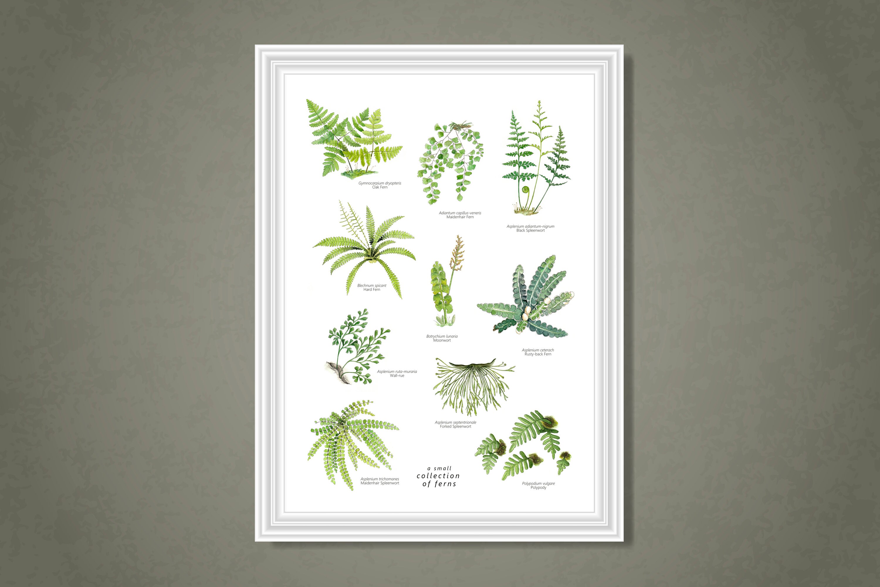 Fern Poster, Wall Art, Fern Print, Plant Printable Art, Digital A3 ...