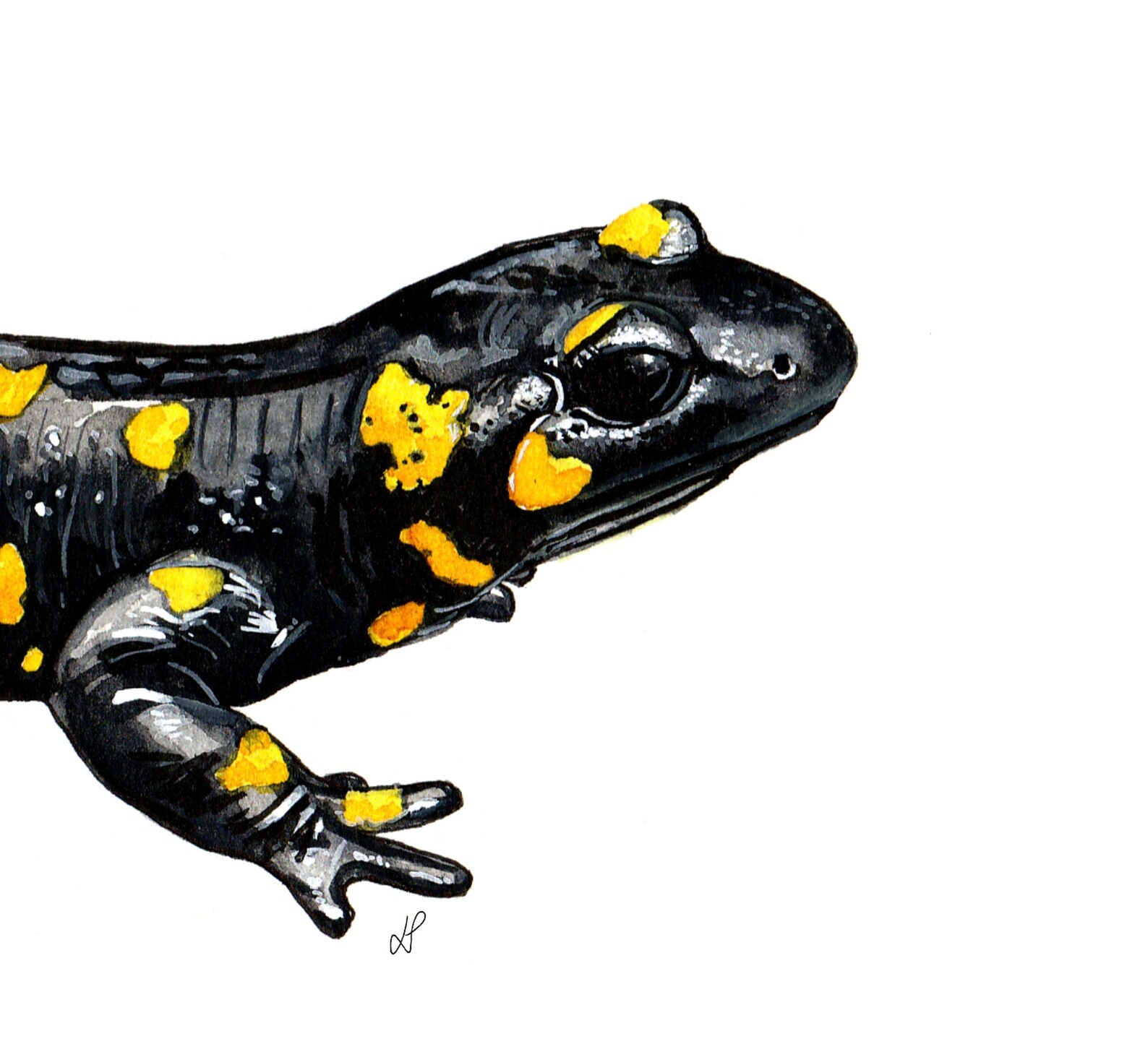 Salamander Print, Salamandra, Wall Art, Amphibian Illustration ...