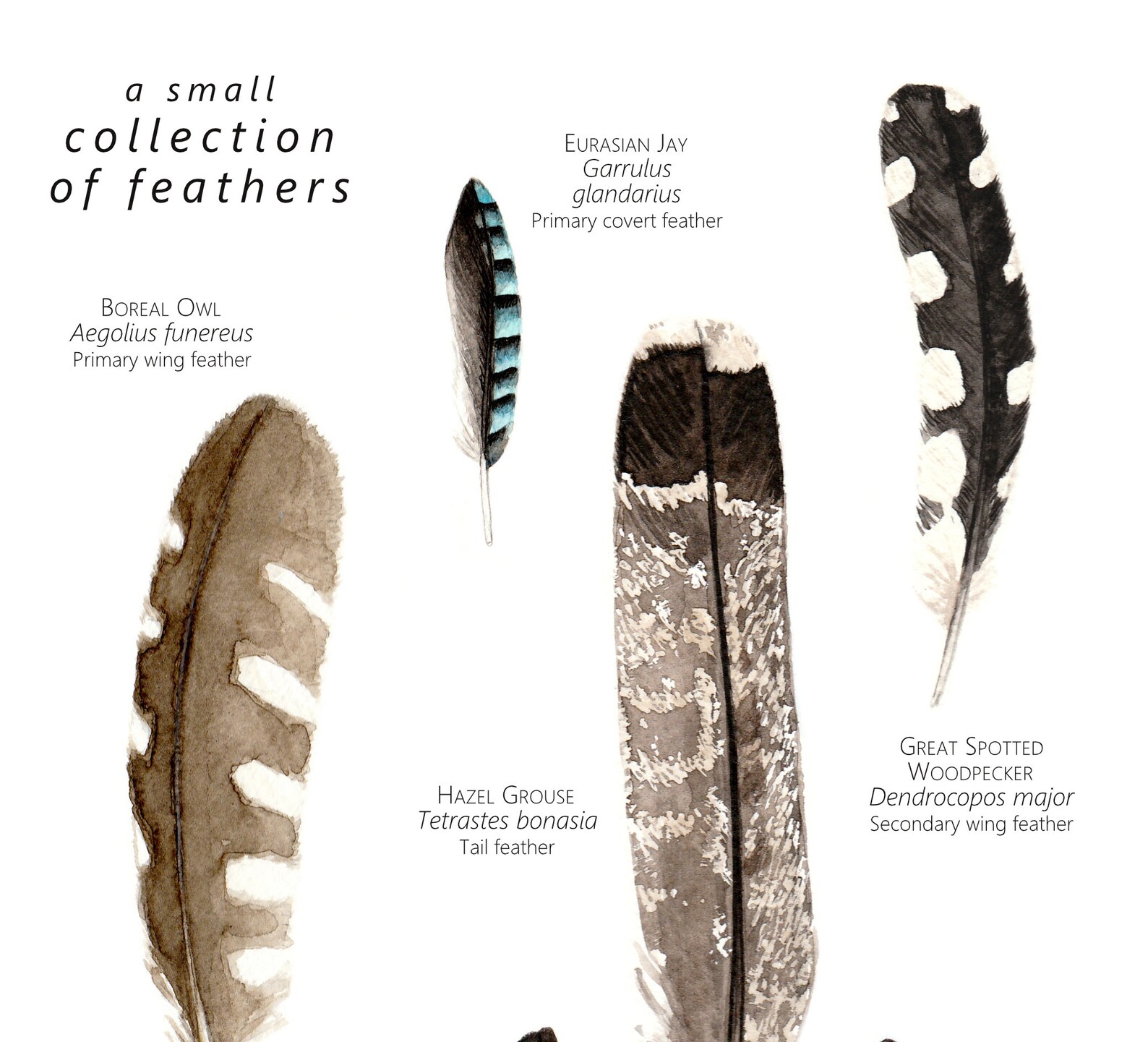 Feather Poster, Bird Print, Bird Illustration, Wall Art, Printable Art ...