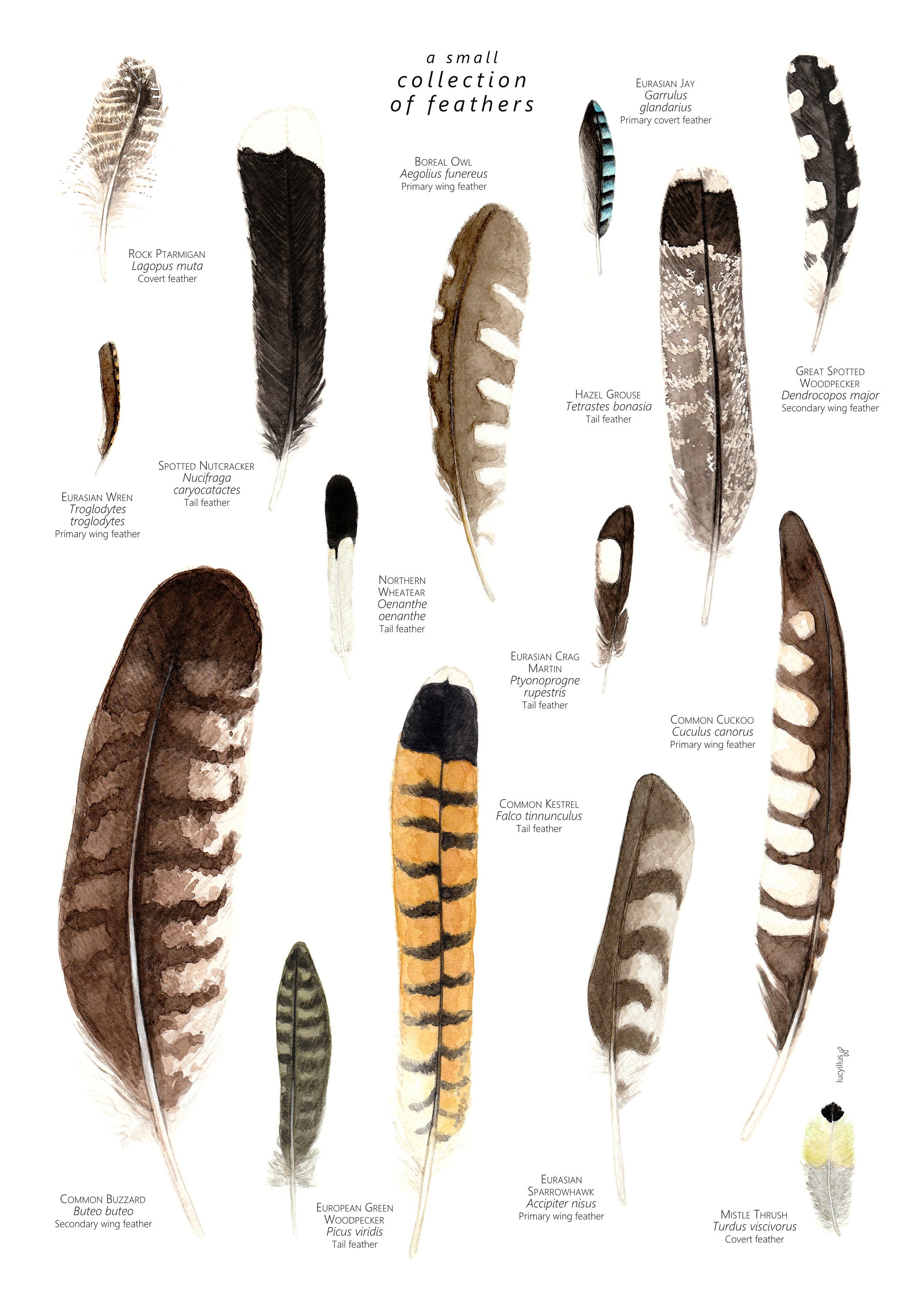 Feather Poster, Bird Print, Bird Illustration, Wall Art, Printable Art ...