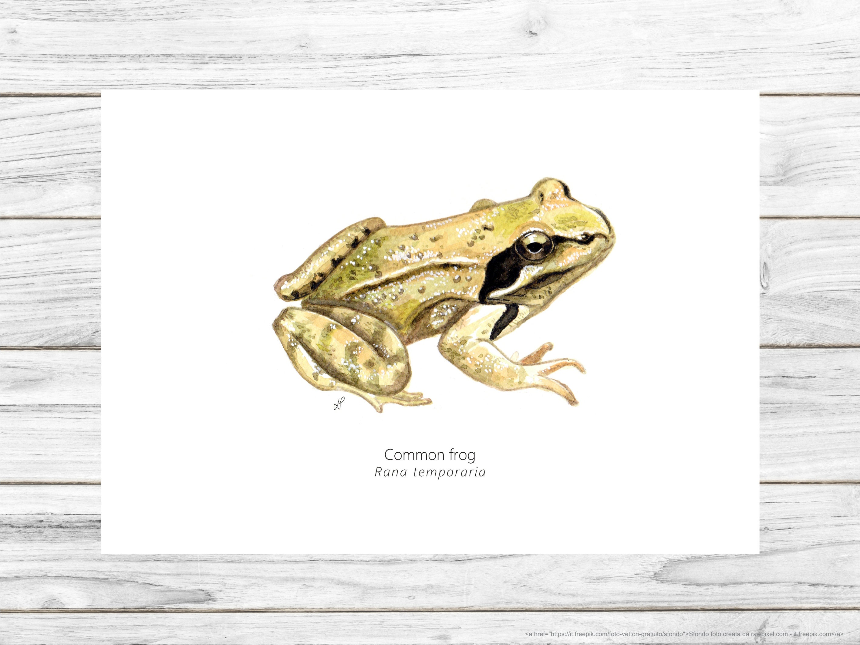 Frog Print, Common Frog, Wall Art, Amphibian Illustration, Printable ...