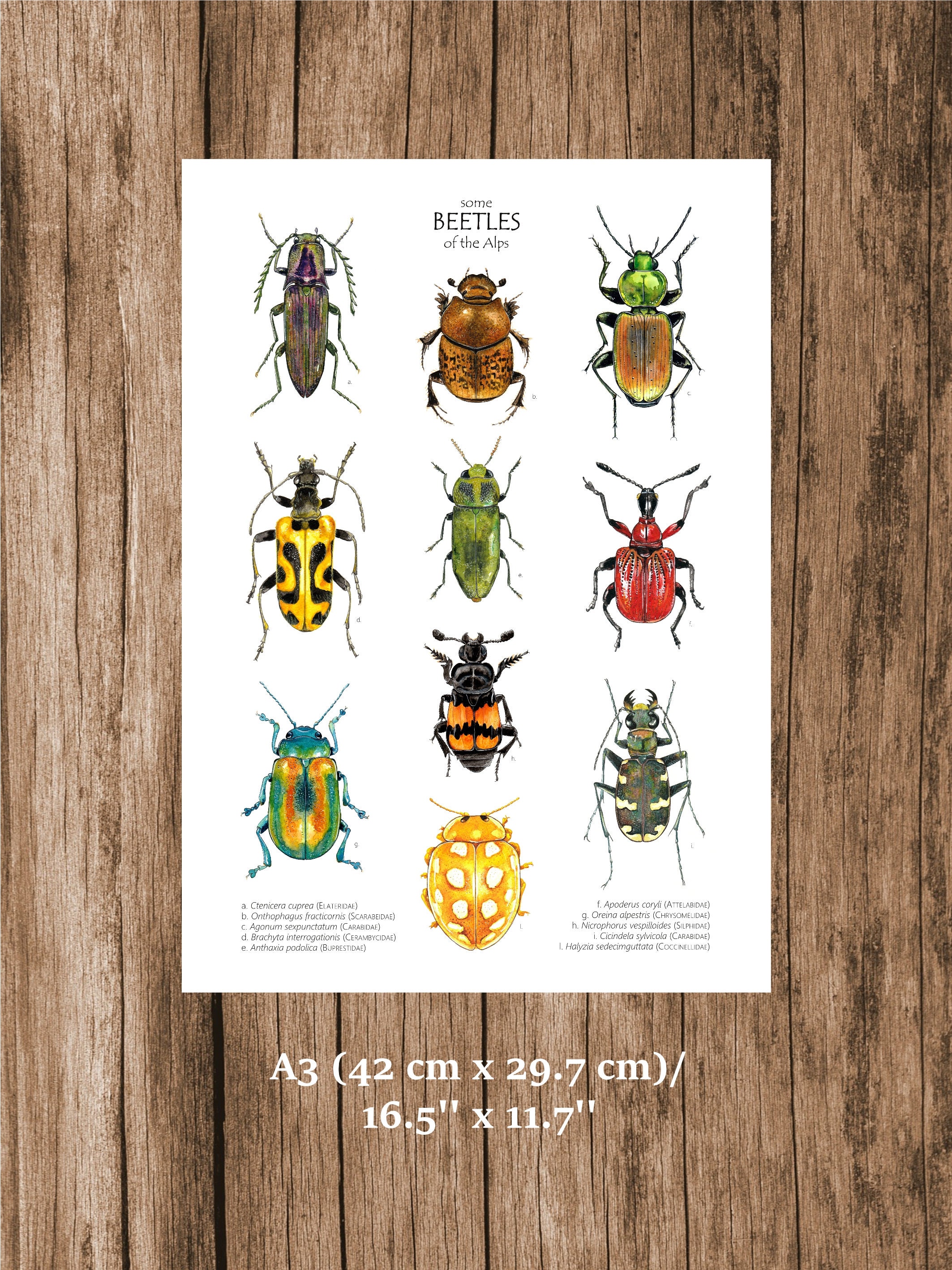 Insect Poster, Insect Print, Watercolour Illustration, PDF, Digital A3 ...