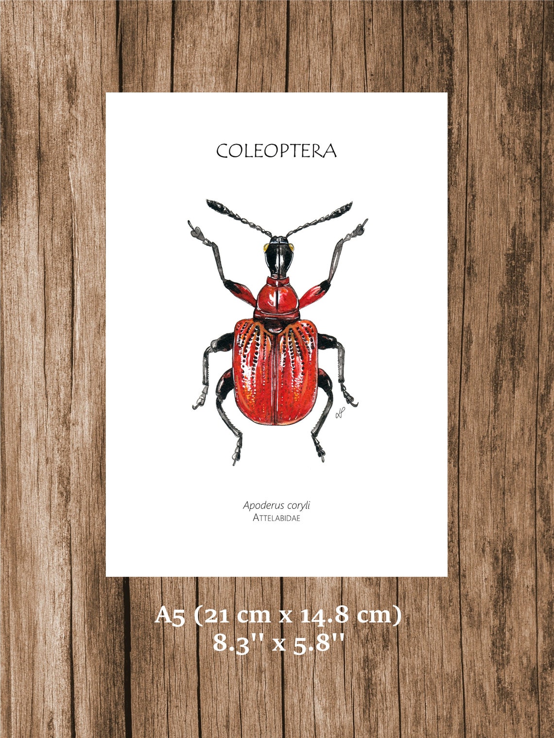 Insect Poster Insect Print Watercolour Illustration - Etsy