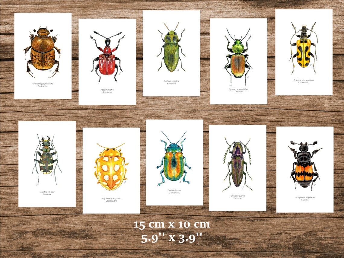 Nature Postcards, Insect Postcard, Insect Print, Watercolour ...