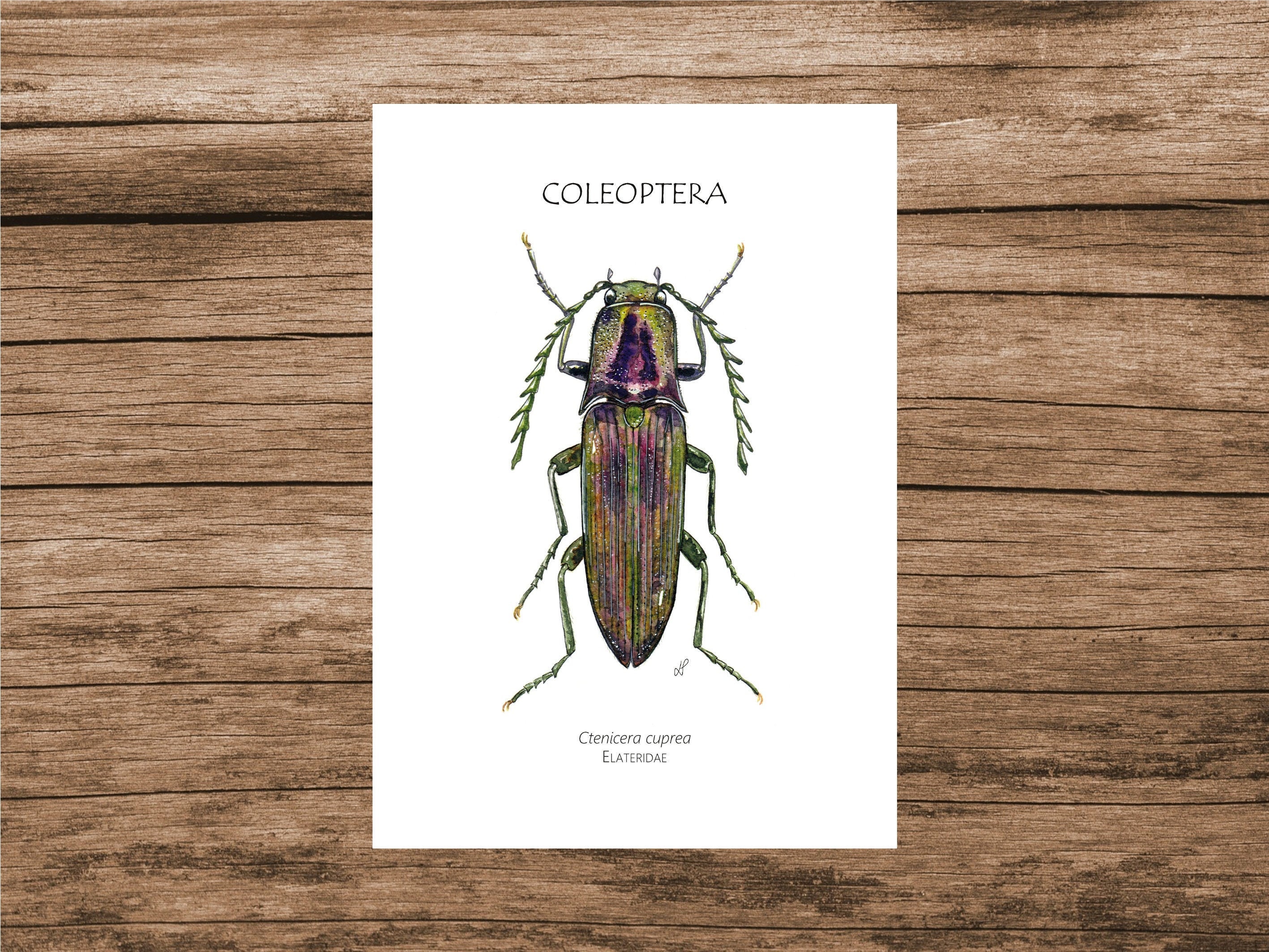 Insect Poster, Insect Print, Watercolour Illustration, Printable Art ...