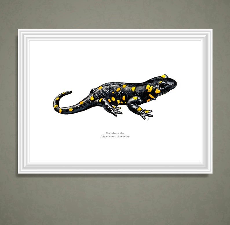 Salamander Print, Salamandra, Wall Art, Amphibian Illustration ...