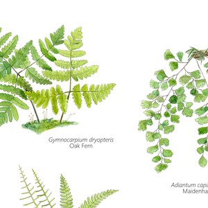 Fern Poster, Wall Art, Fern Print, Plant Printable Art, Digital A3 ...