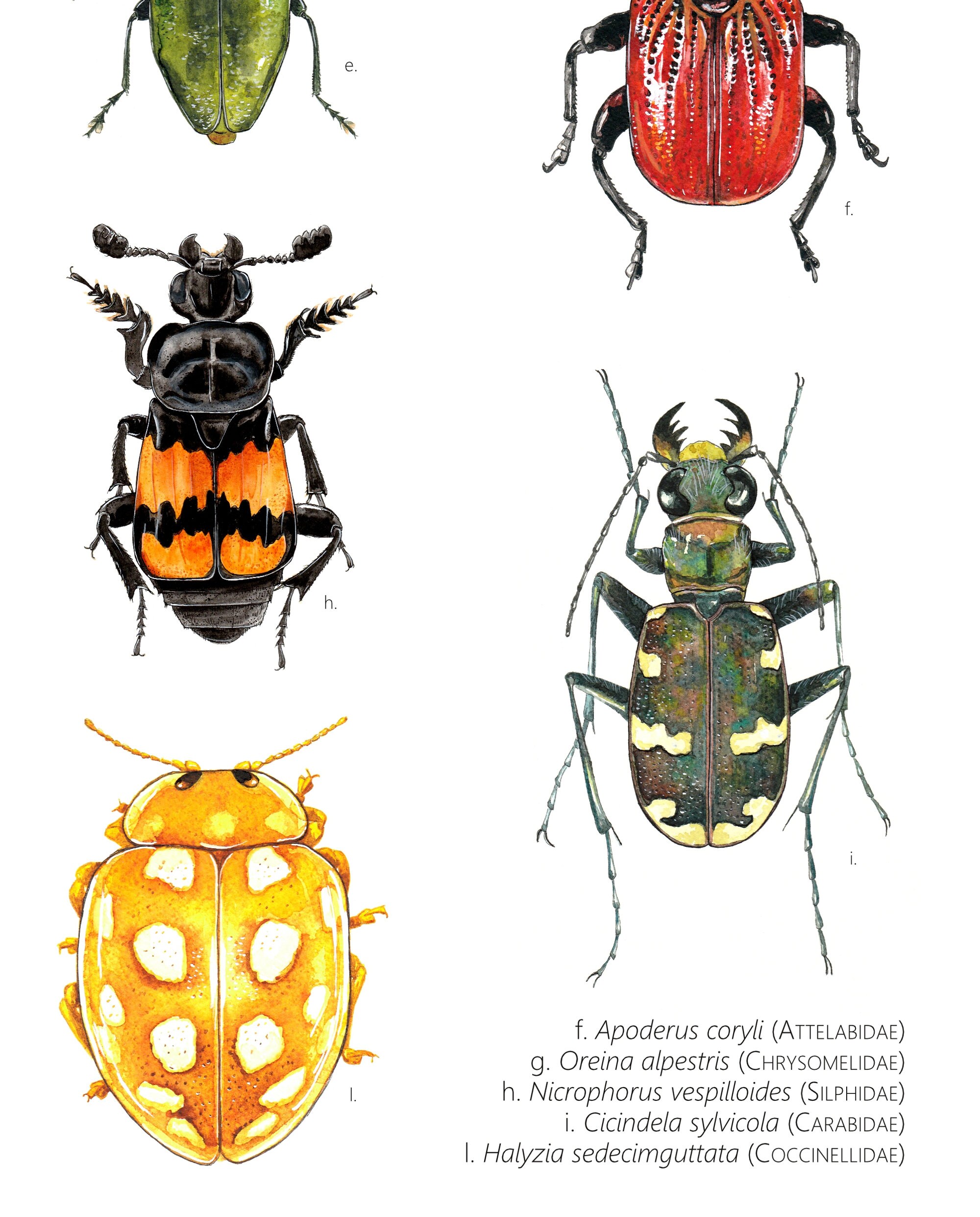 Insect Poster, Insect Print, Watercolour Illustration, PDF, Digital A3 ...