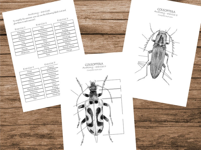 Beetle Anatomy, Homeschool Resources, Montessori Cards, Learning Cards ...