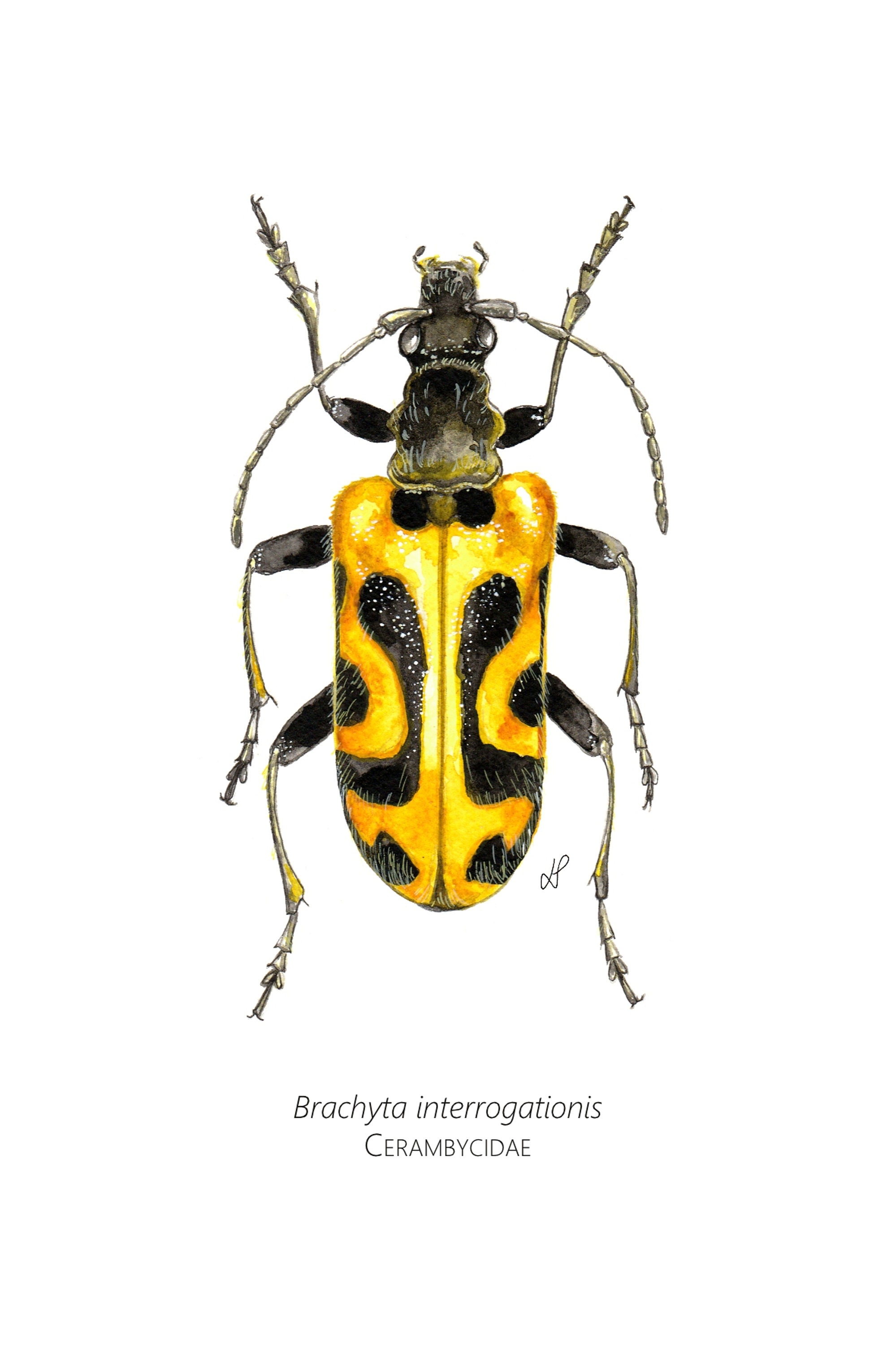 Nature Postcards, Insect Postcard, Insect Print, Watercolour ...