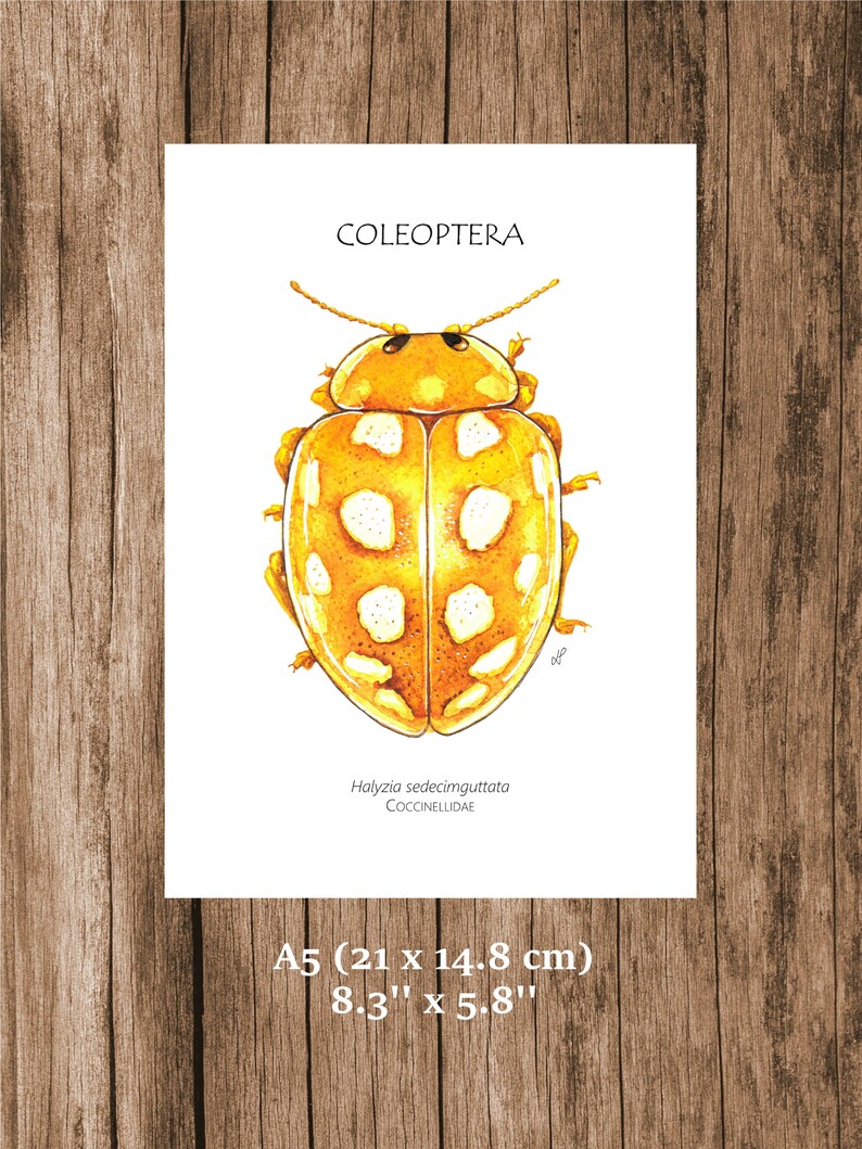 Insect Poster, Insect Print, Watercolour Illustration, Printable Art ...