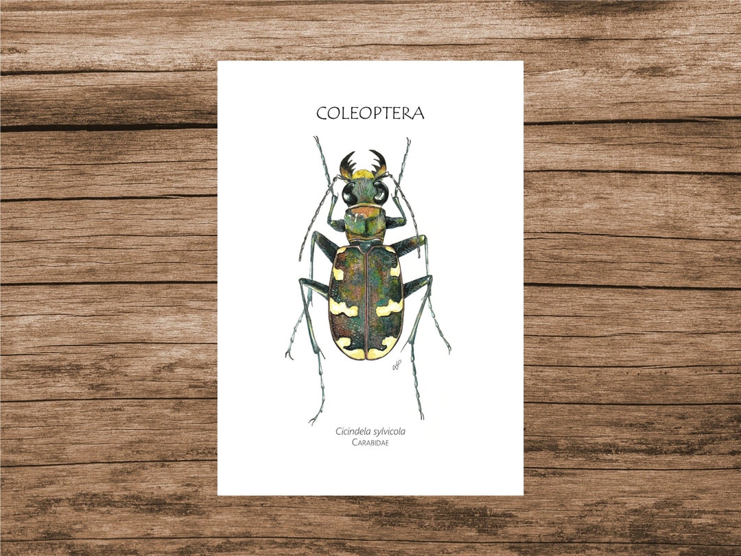 Insect Poster, Insect Print, Watercolour Illustration, Printable Art ...