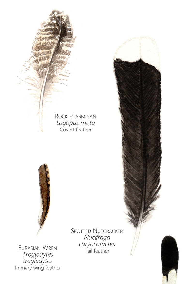 Feather Poster, Bird Print, Bird Illustration, Wall Art, Printable Art ...