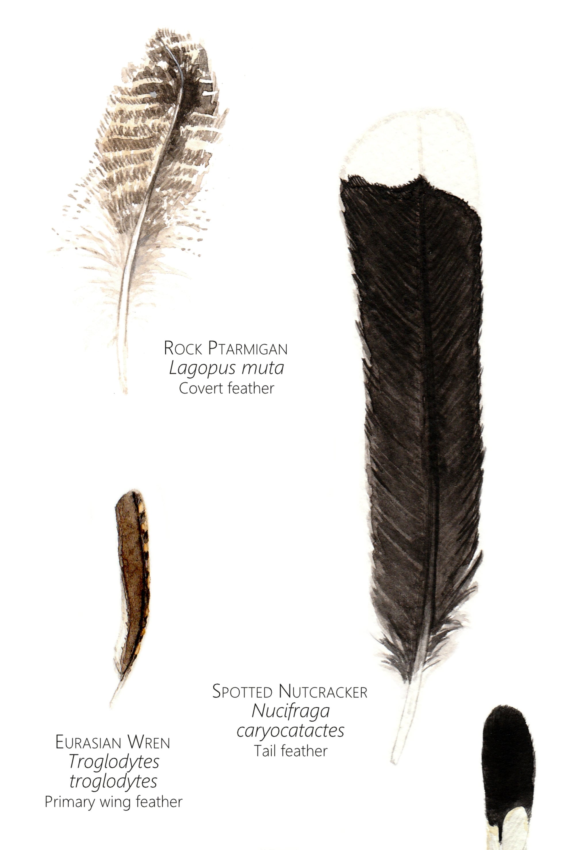 Feather Poster, Bird Print, Bird Illustration, Wall Art, Printable Art ...