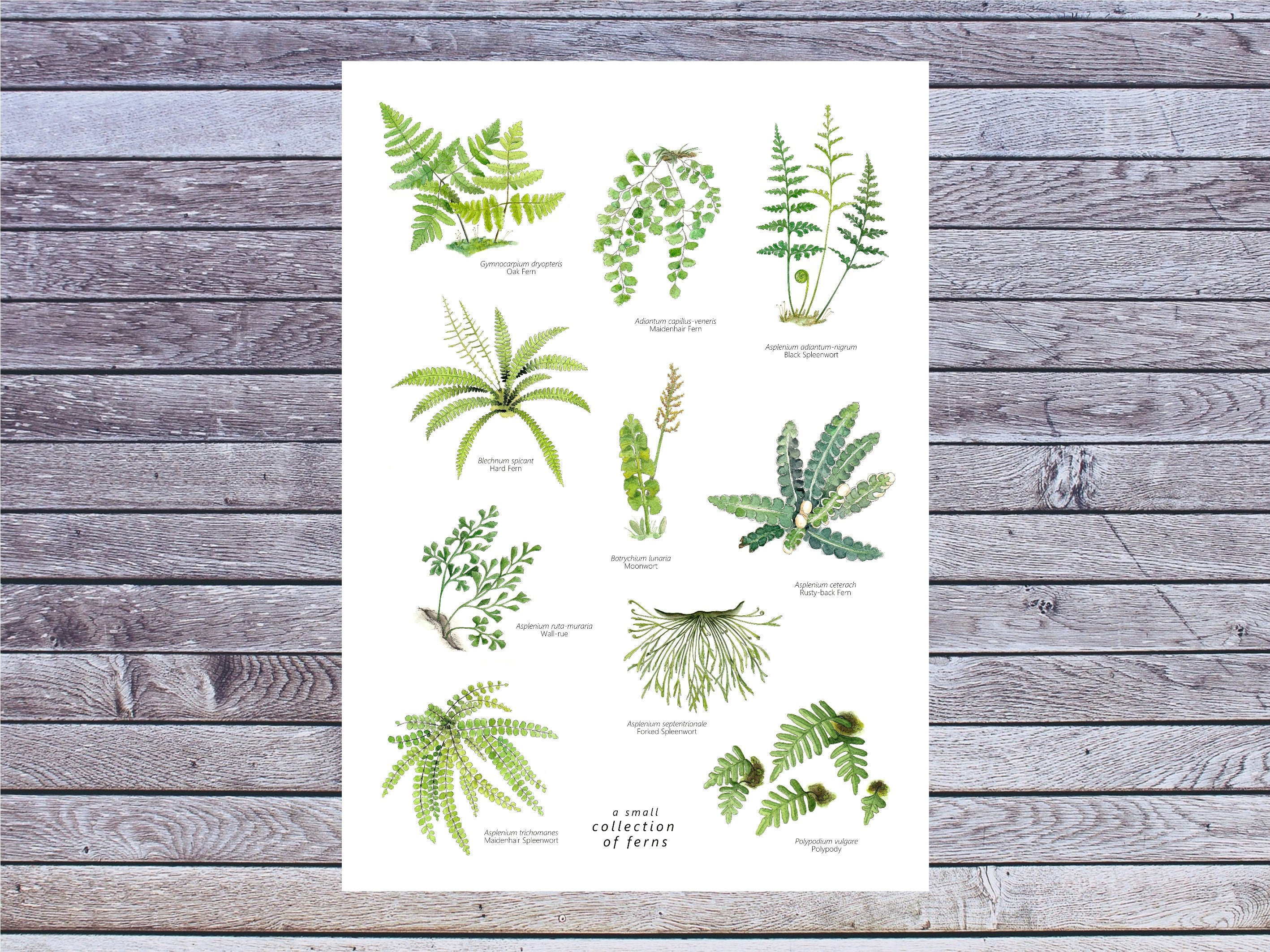Fern Poster, Wall Art, Fern Print, Plant Printable Art, Digital A3 ...