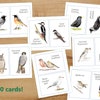 LARGE OUTDOOR Nature Memory Card Game, Birds, Children Game, Printable ...