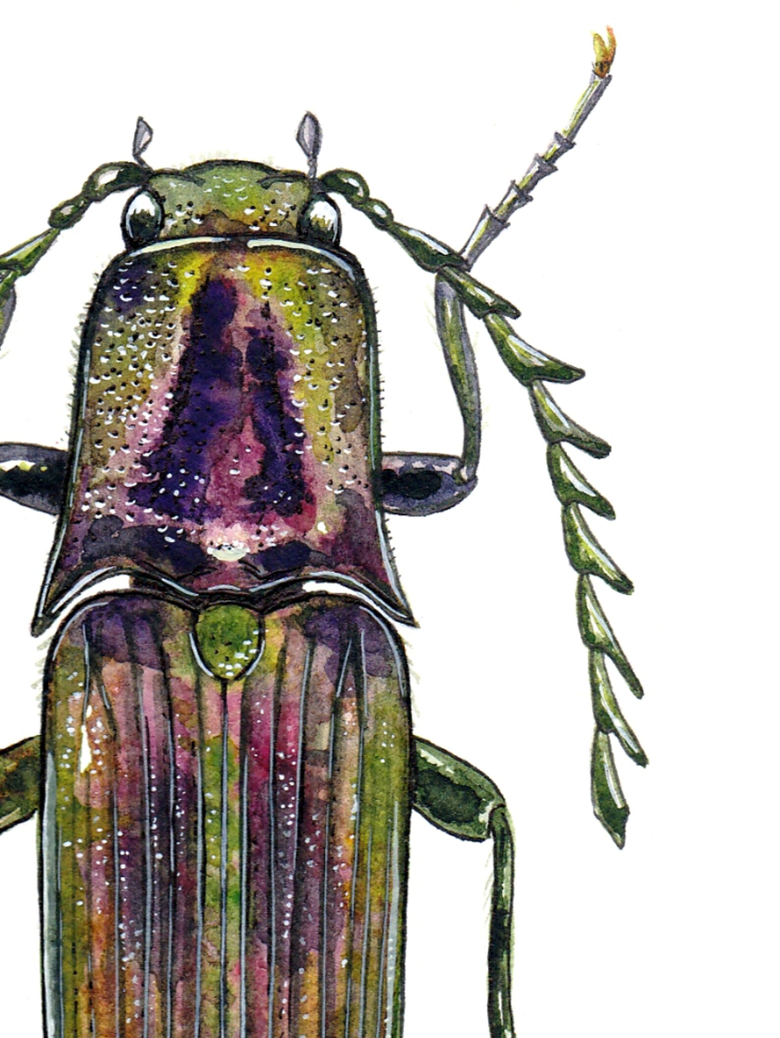 Insect Poster, Insect Print, Watercolour Illustration, Printable Art ...