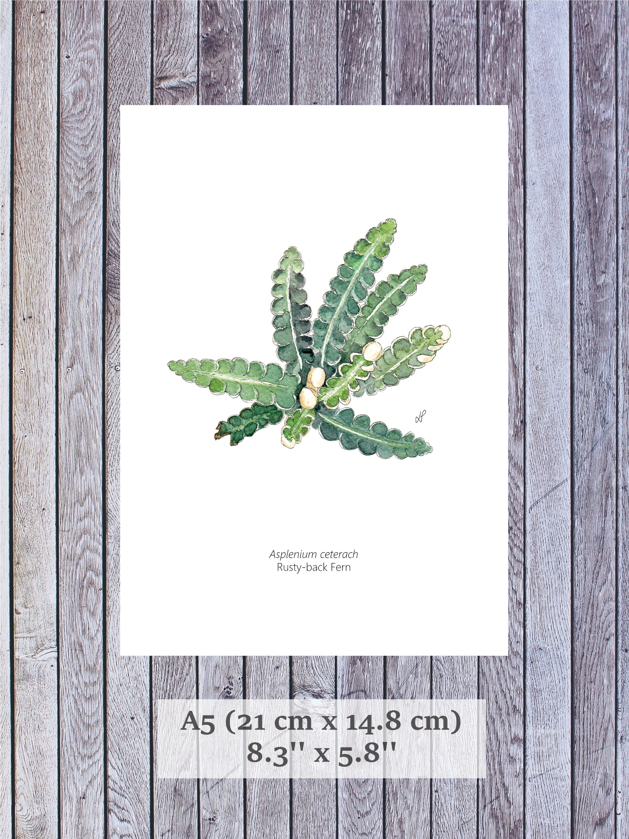 Fern Illustration, Asplenium, Fern Wall Art, Botanical Print, Printable ...
