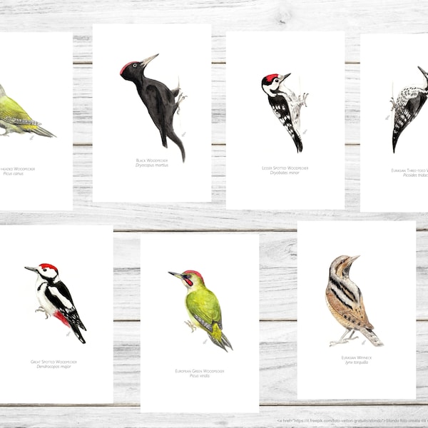 Bird Postcards - Etsy