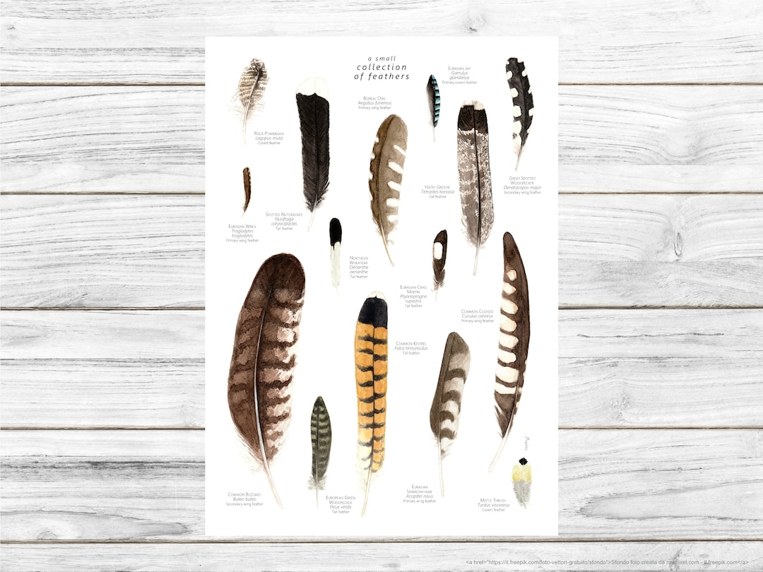 Feather Poster, Bird Print, Bird Illustration, Wall Art, Printable Art ...