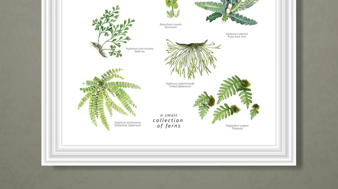 Fern Poster, Wall Art, Fern Print, Plant Printable Art, Digital A3 ...