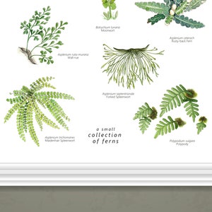 Fern Poster, Wall Art, Fern Print, Plant Printable Art, Digital A3 ...