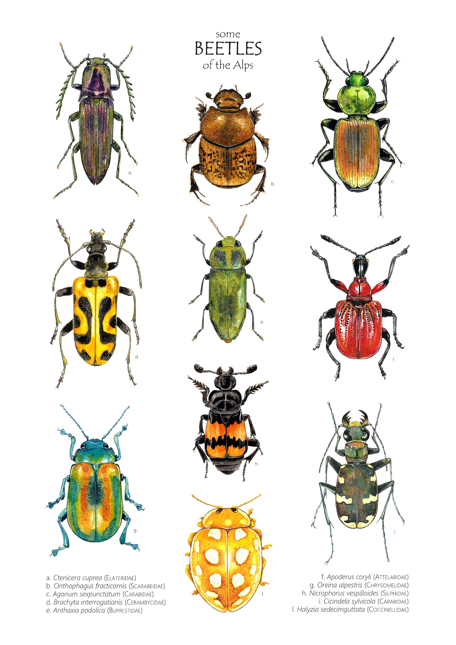 Insect Poster, Insect Print, Watercolour Illustration, PDF, Digital A3 ...