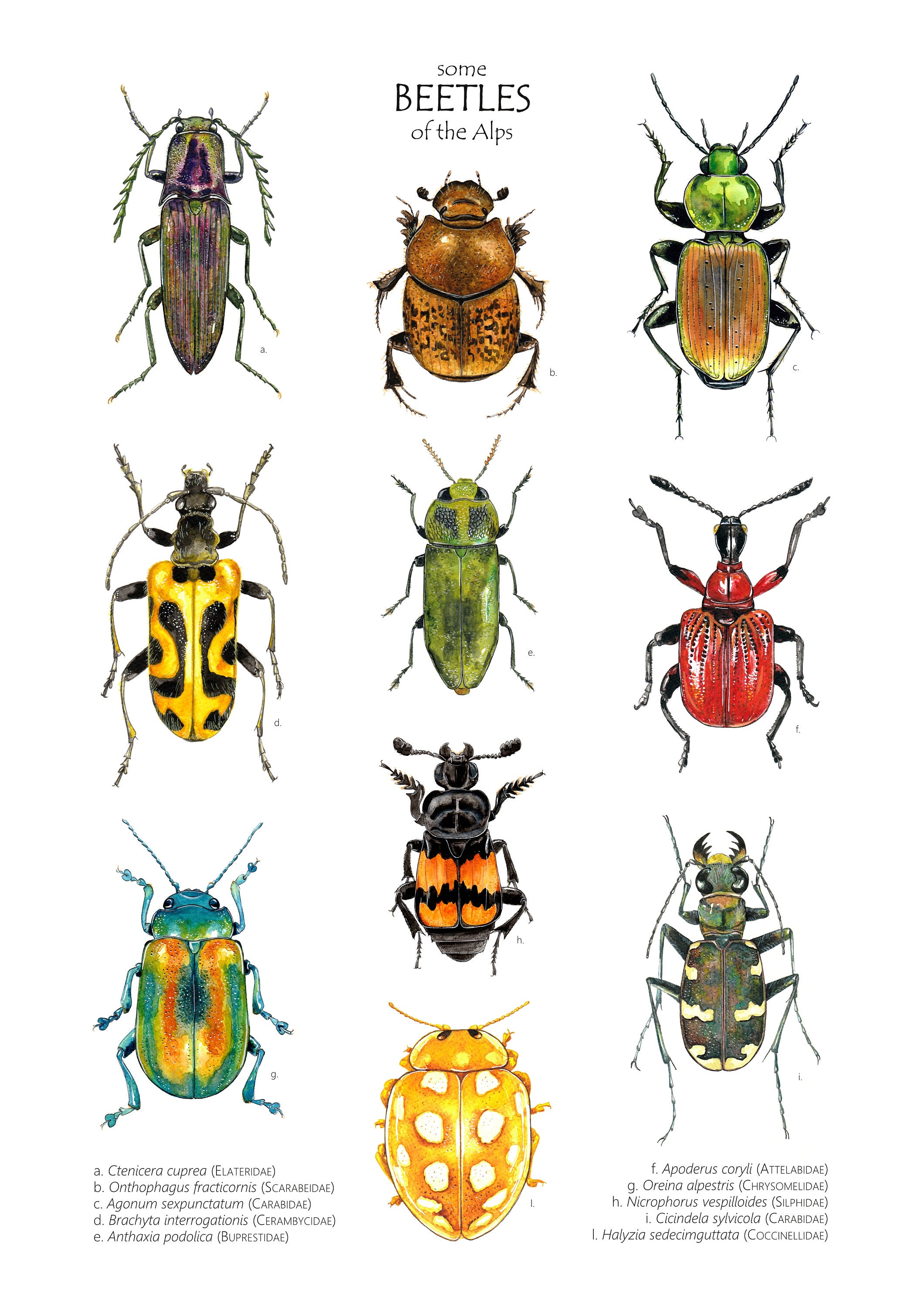 Insect Poster, Insect Print, Watercolour Illustration, PDF, Digital A3 ...