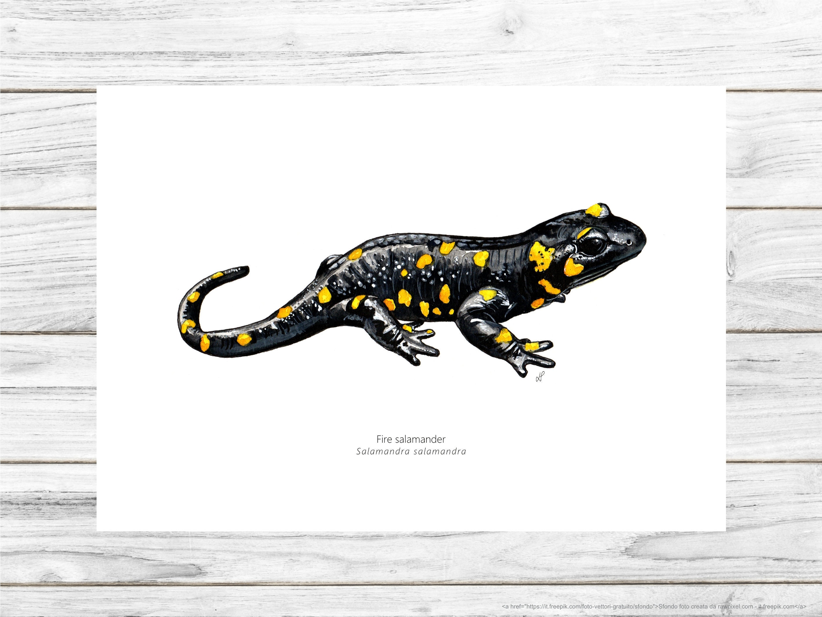 Cute Salamander Drawing